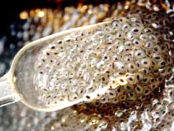 Health Benefits of Basil Seeds for the Skin, Hair, and Weight Loss ...